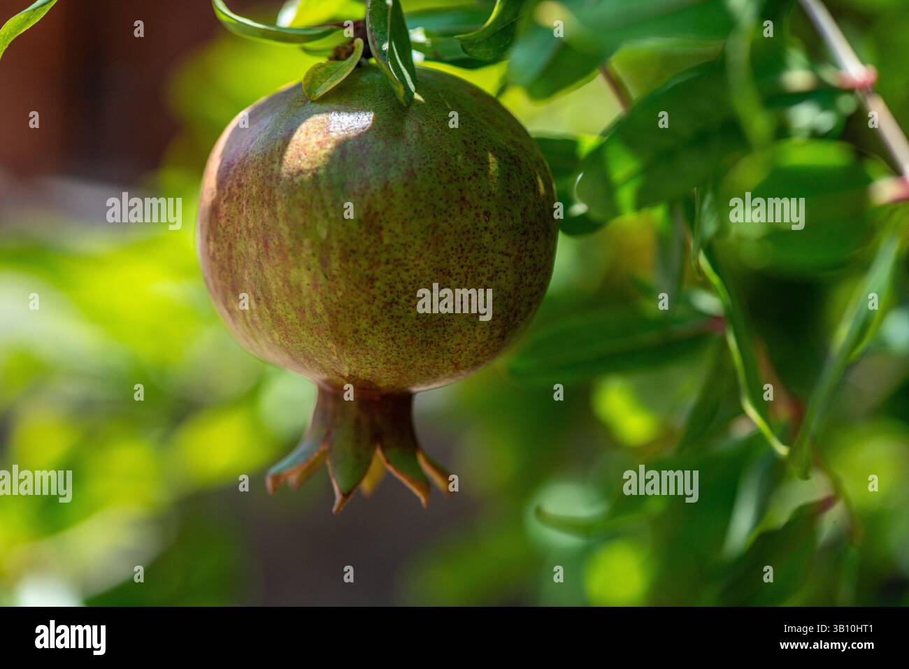 A vibrant close-up photo of a ripe pomegranate hanging from a tree ...
