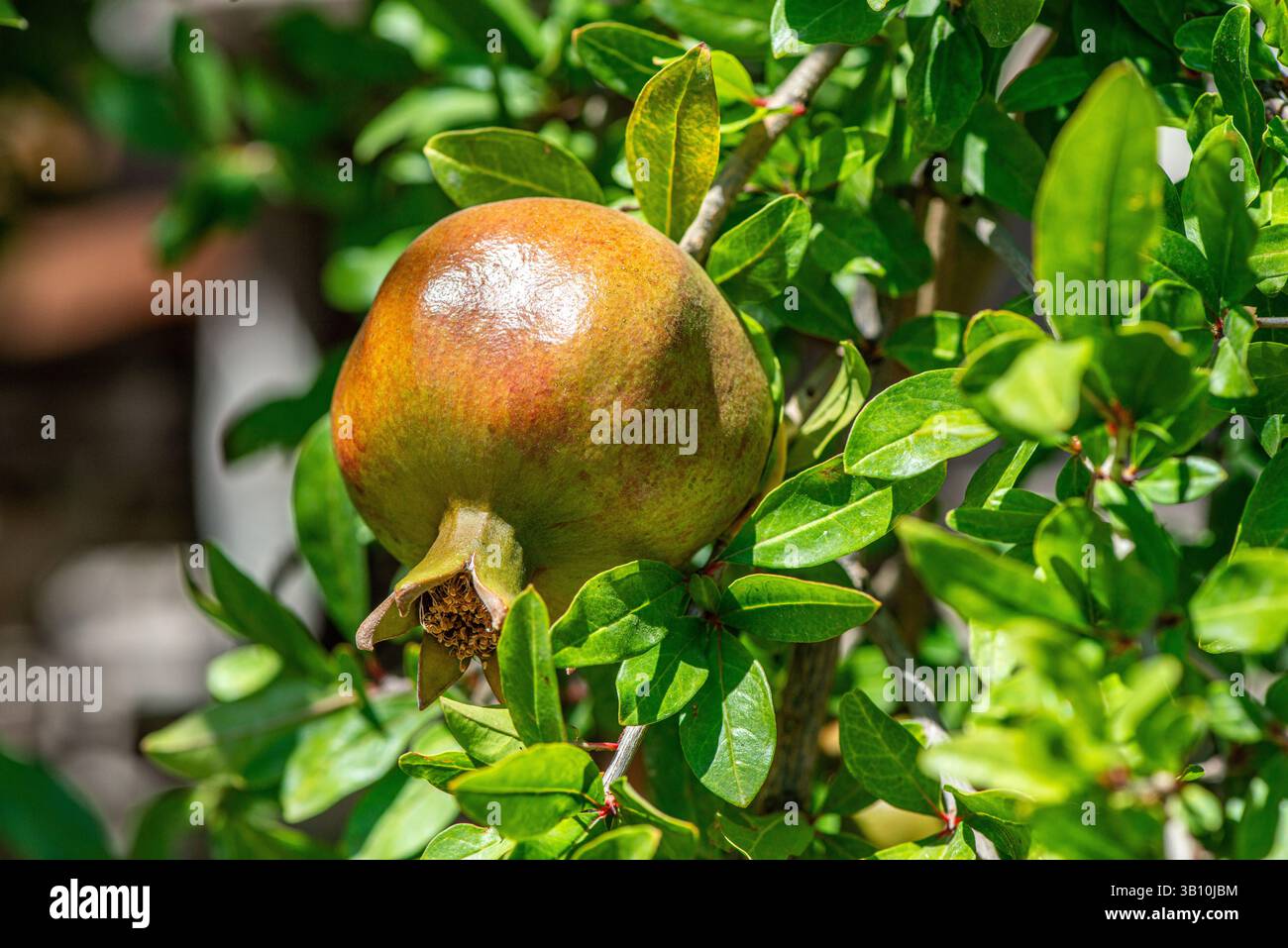 A vibrant close-up photo of a ripe pomegranate hanging from a tree ...