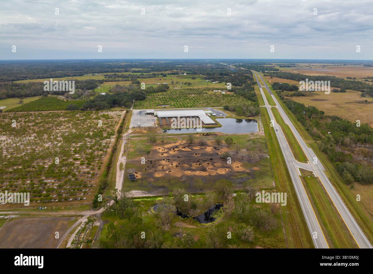 Cow feed lot with meat cows. Cattle stockyard on farm in USA Stock ...