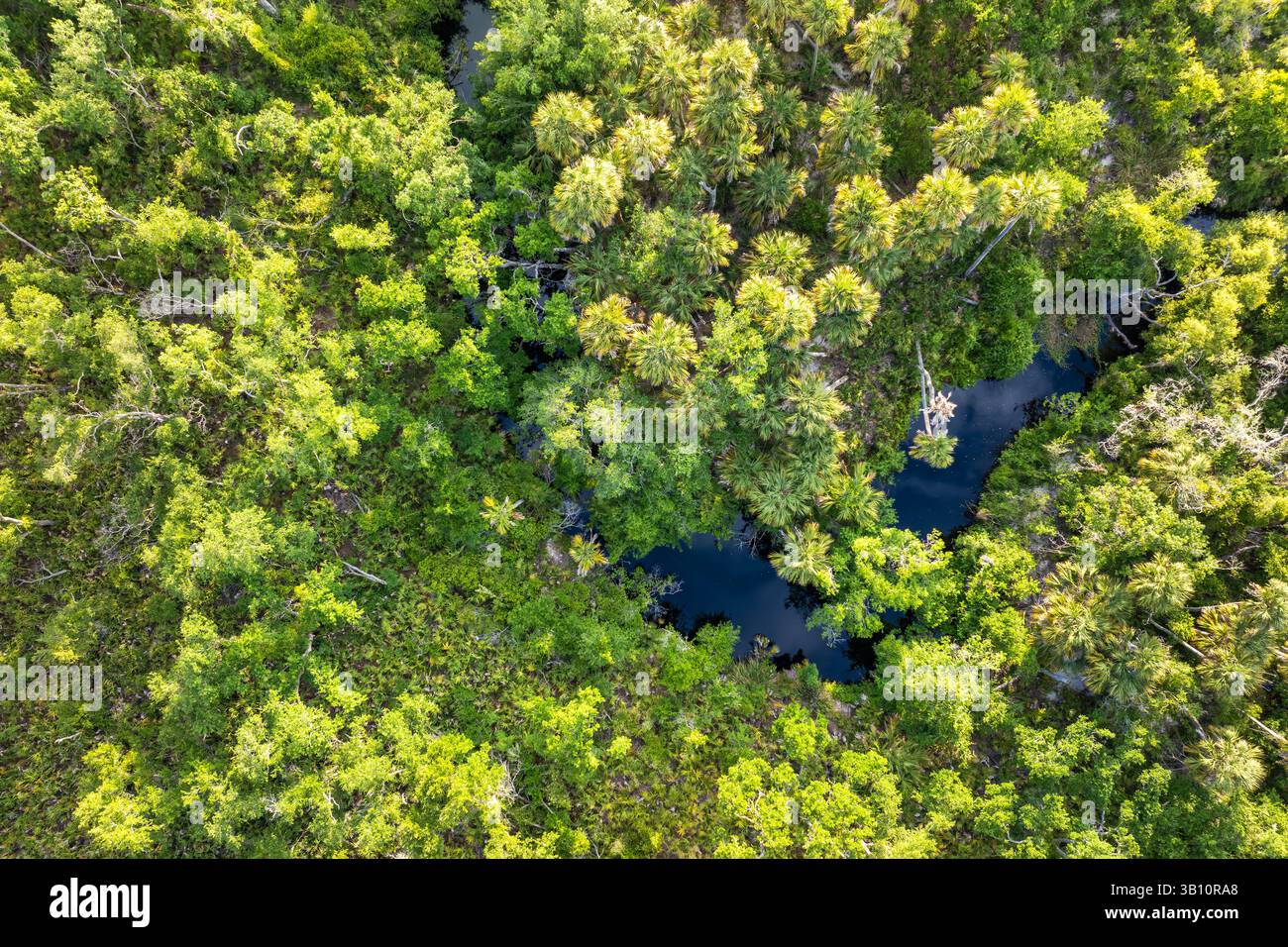 Florida subtropical jungles with green palm trees, river and wild ...