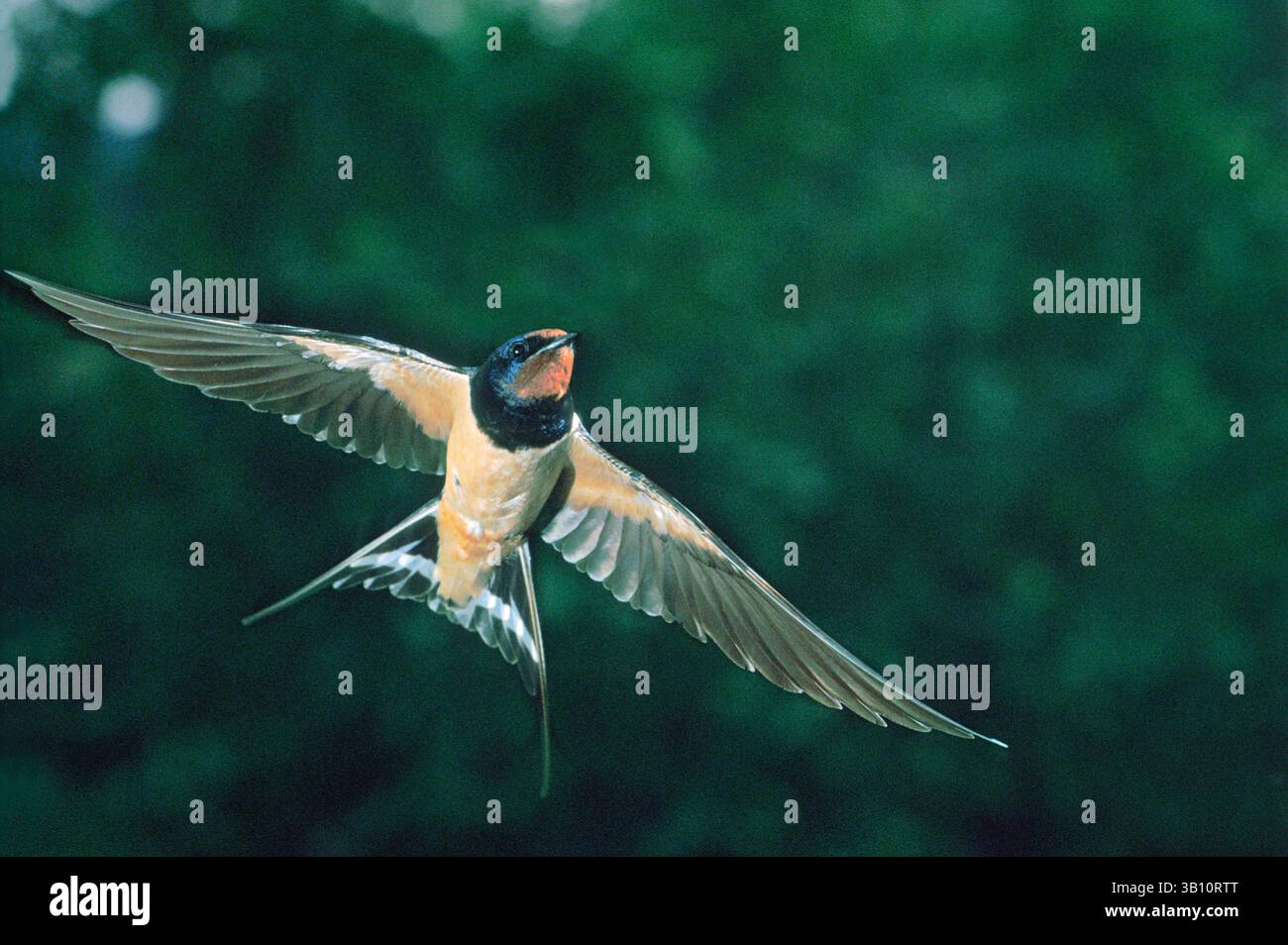 Common Barn Swallow, Hirundo rustica. In flight Stock Photo - Alamy
