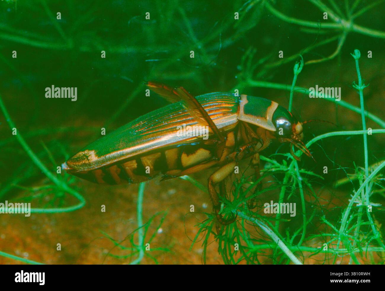 Great Diving Beetle, Dytiscus marginalis. Underwater Stock Photo - Alamy