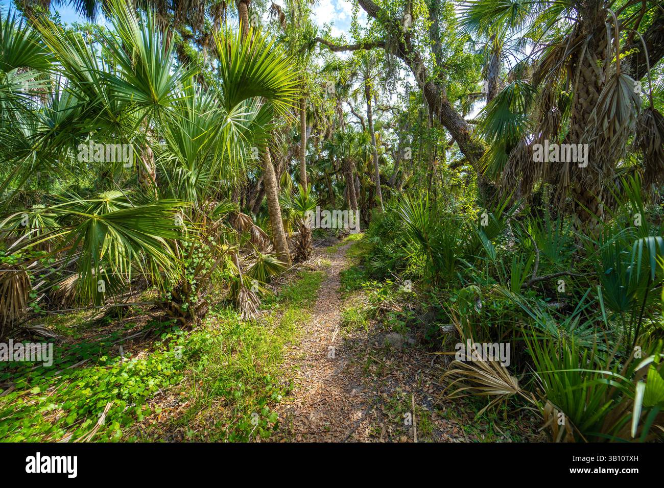 Hiking trail in Florida jungle rainforest with green palm trees and ...