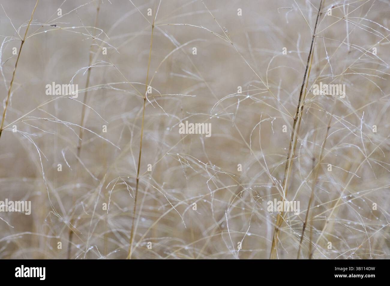 Dry light brown bentgrass plants in autumn close up background foliage ...
