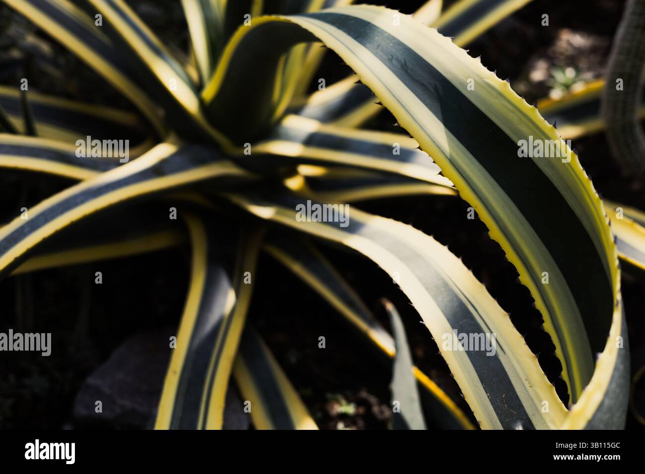 Agave plant striped leaves. Close-up of an agave plant with striped ...