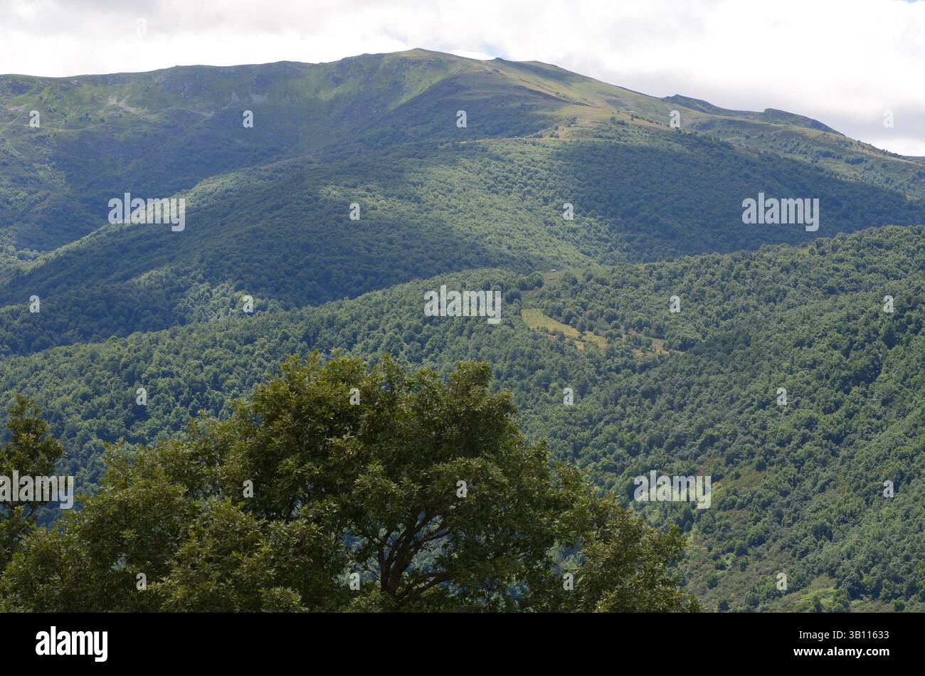 Deciduous forests in the Cantabrian Mountains range (Leon, Northern ...