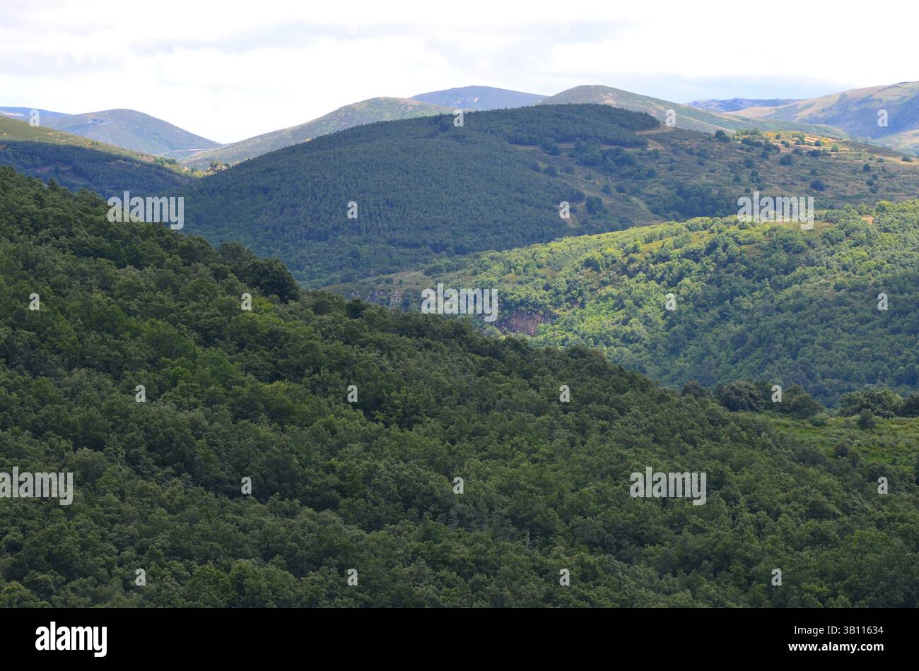 Deciduous forests in the Cantabrian Mountains range (Leon, Northern ...