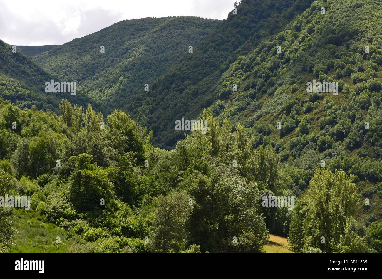 Deciduous forests in the Cantabrian Mountains range (Leon, Northern ...