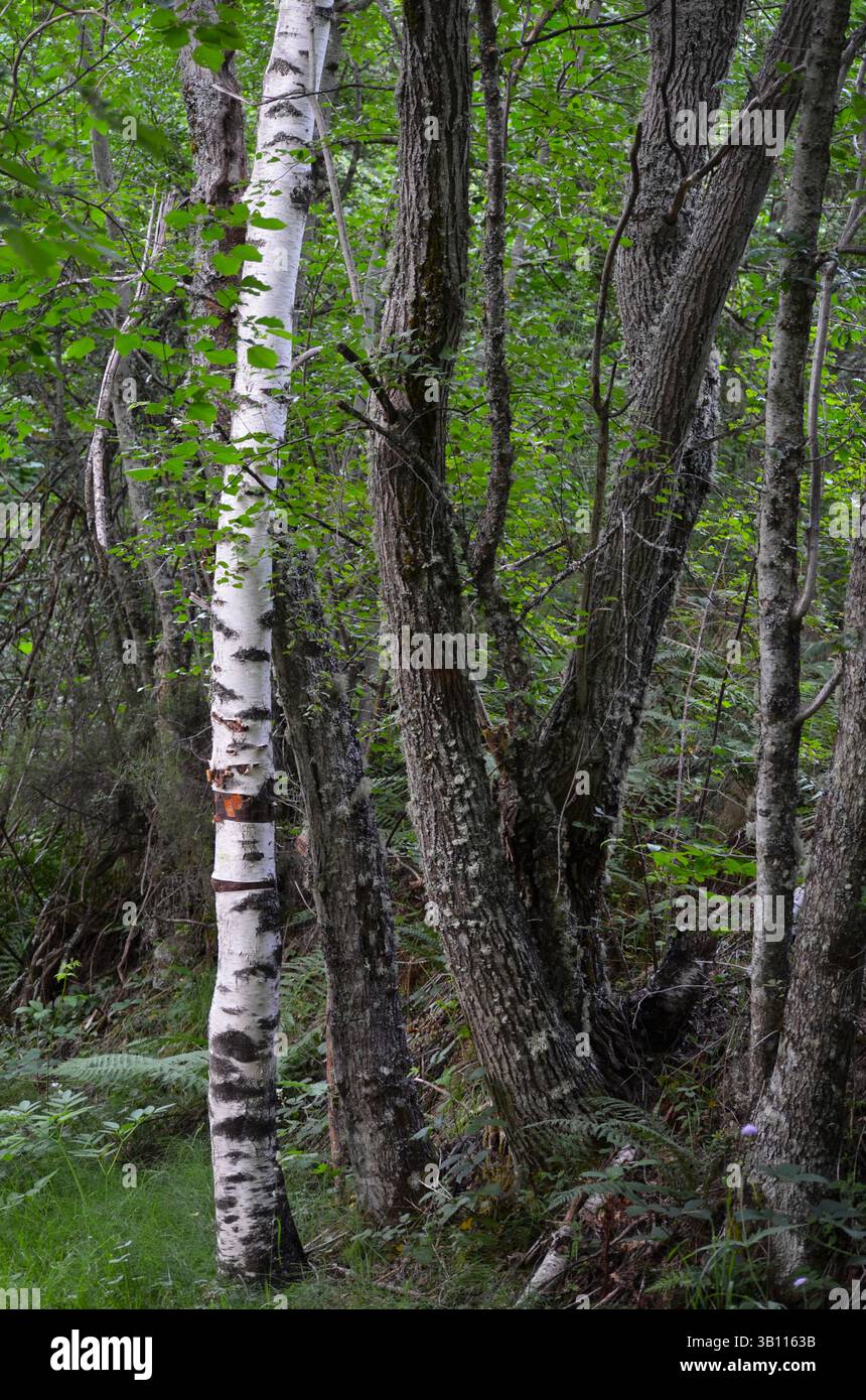 Deciduous forests in the Cantabrian Mountains range (Leon, Northern ...