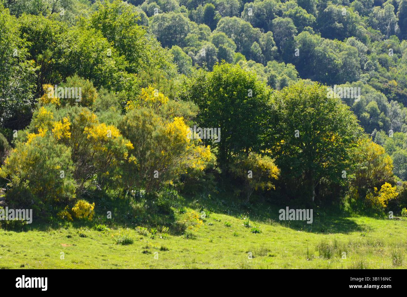 Deciduous forests in the Cantabrian Mountains range (Leon, Northern ...