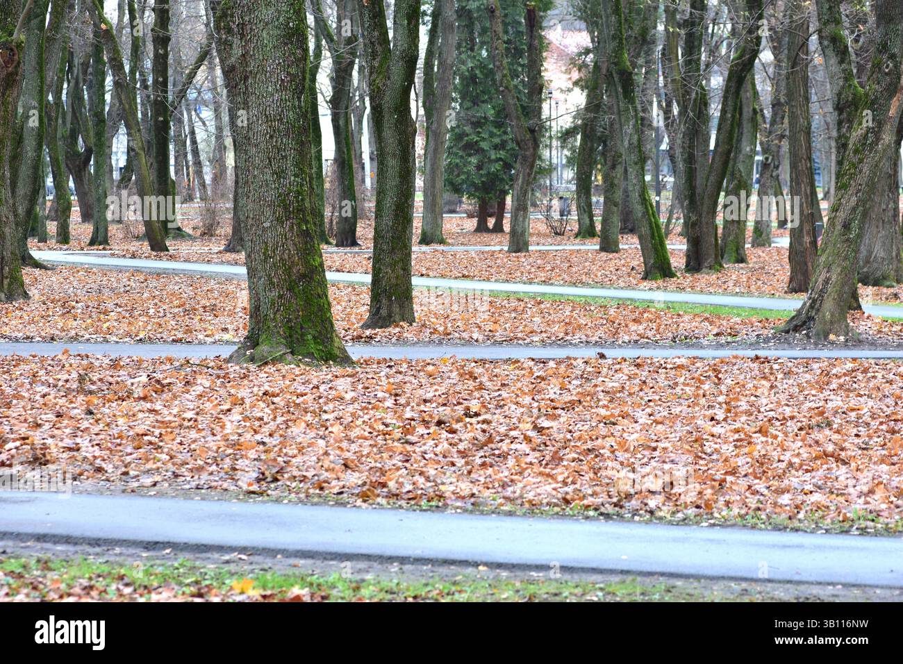 Park full of pathways in autumn. Many footpaths crossing city park in ...