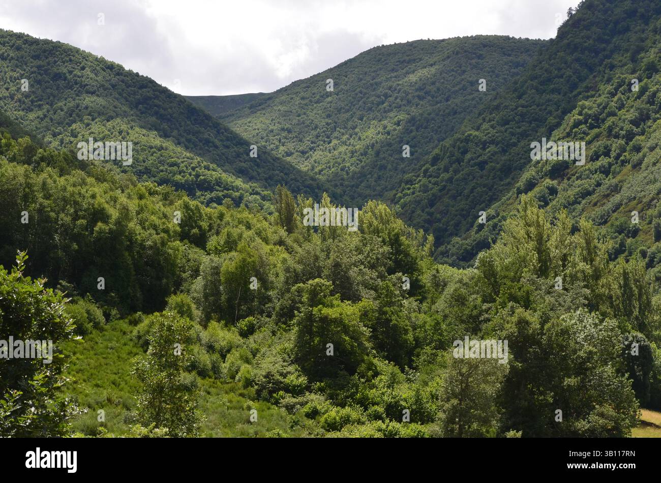 Deciduous forests in the Cantabrian Mountains range (Leon, Northern ...