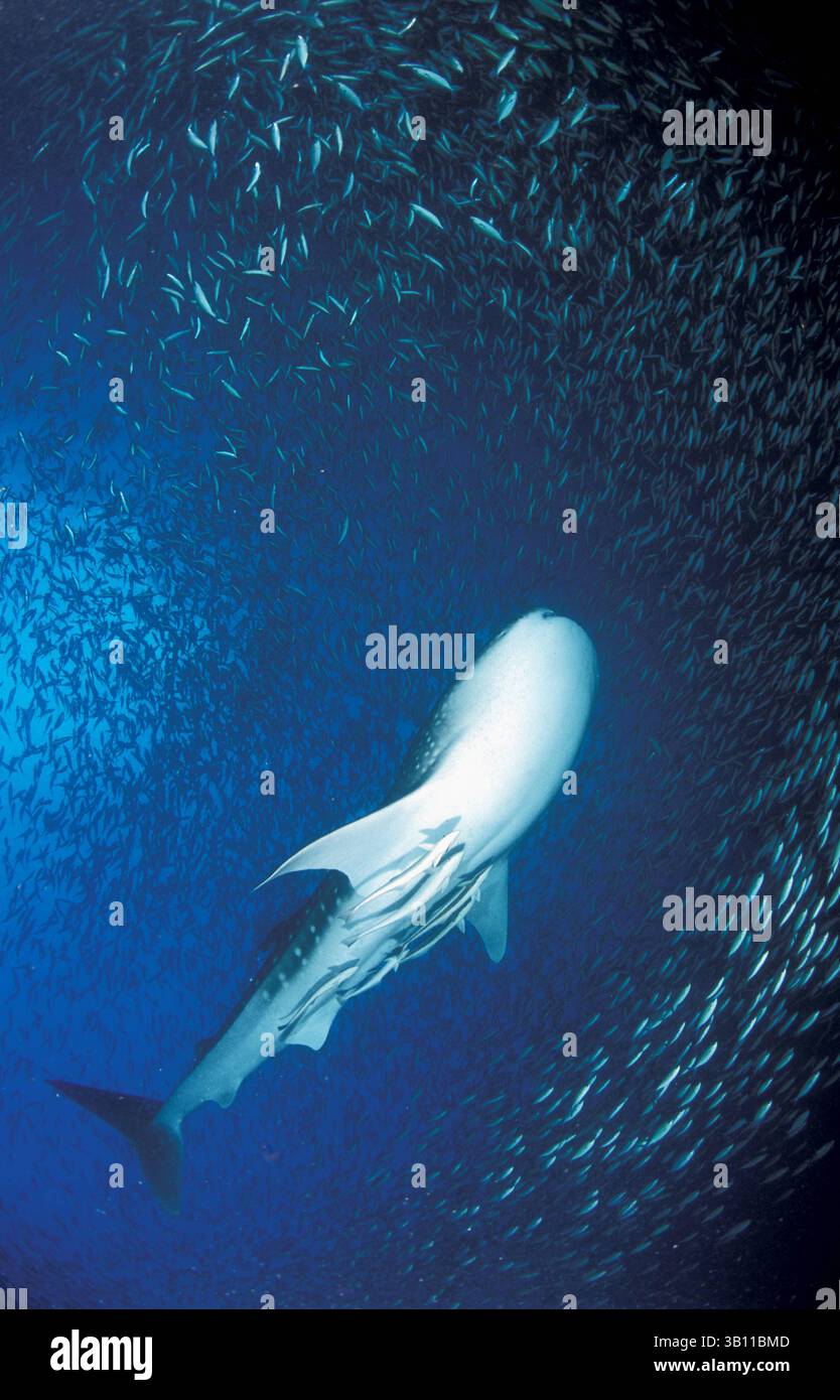Apr. 28, 2005 - Maldives - Underside view of Whale shark with 2 species ...