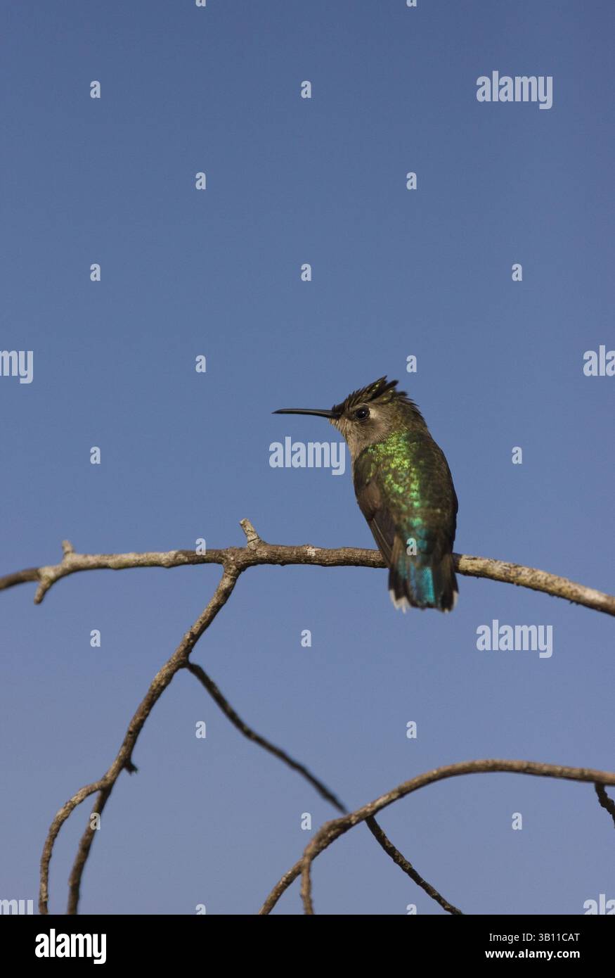 Cuban bee hummingbird hi-res stock photography and images - Alamy