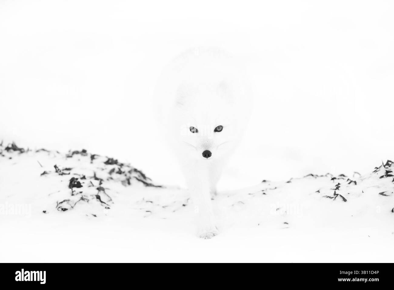 Monochrome image photographer Cut Out Stock Images & Pictures - Alamy