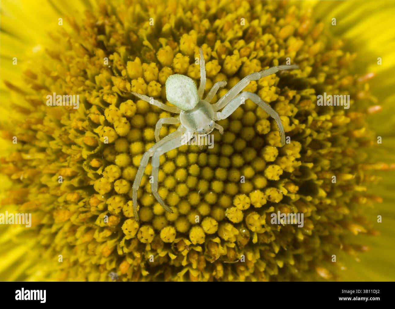 Stephen dalton spider hi-res stock photography and images - Alamy