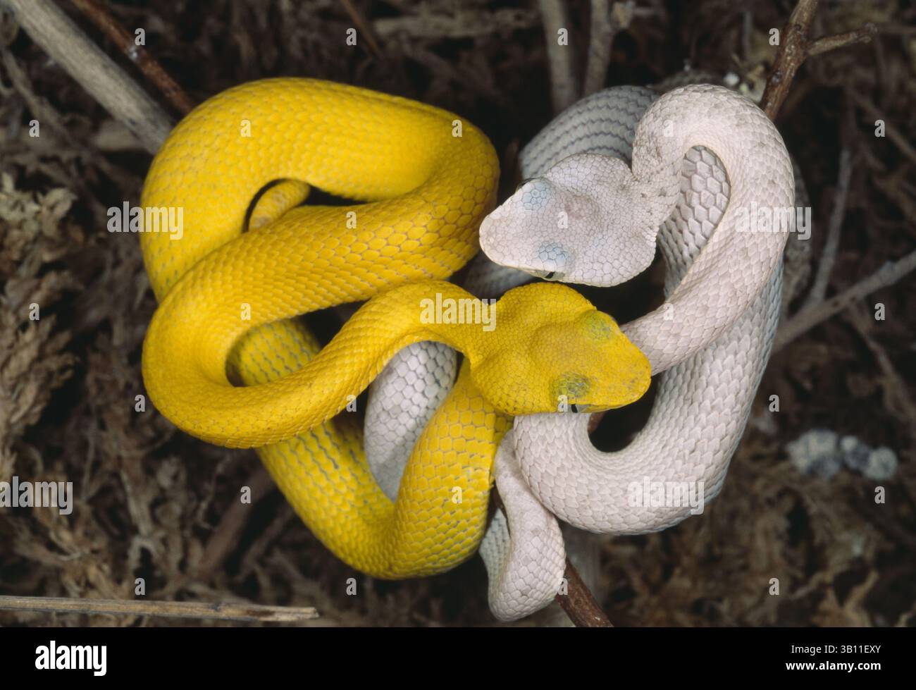 Jan. 06, 2009 - PHILIPPINE PIT VIPER two juveniles demonstrating colour ...