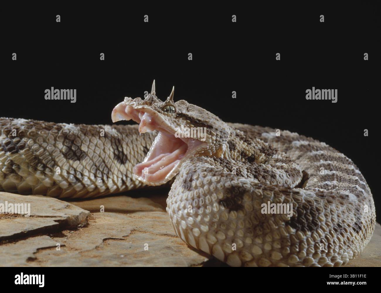 Horned viper mouth open hi-res stock photography and images - Alamy