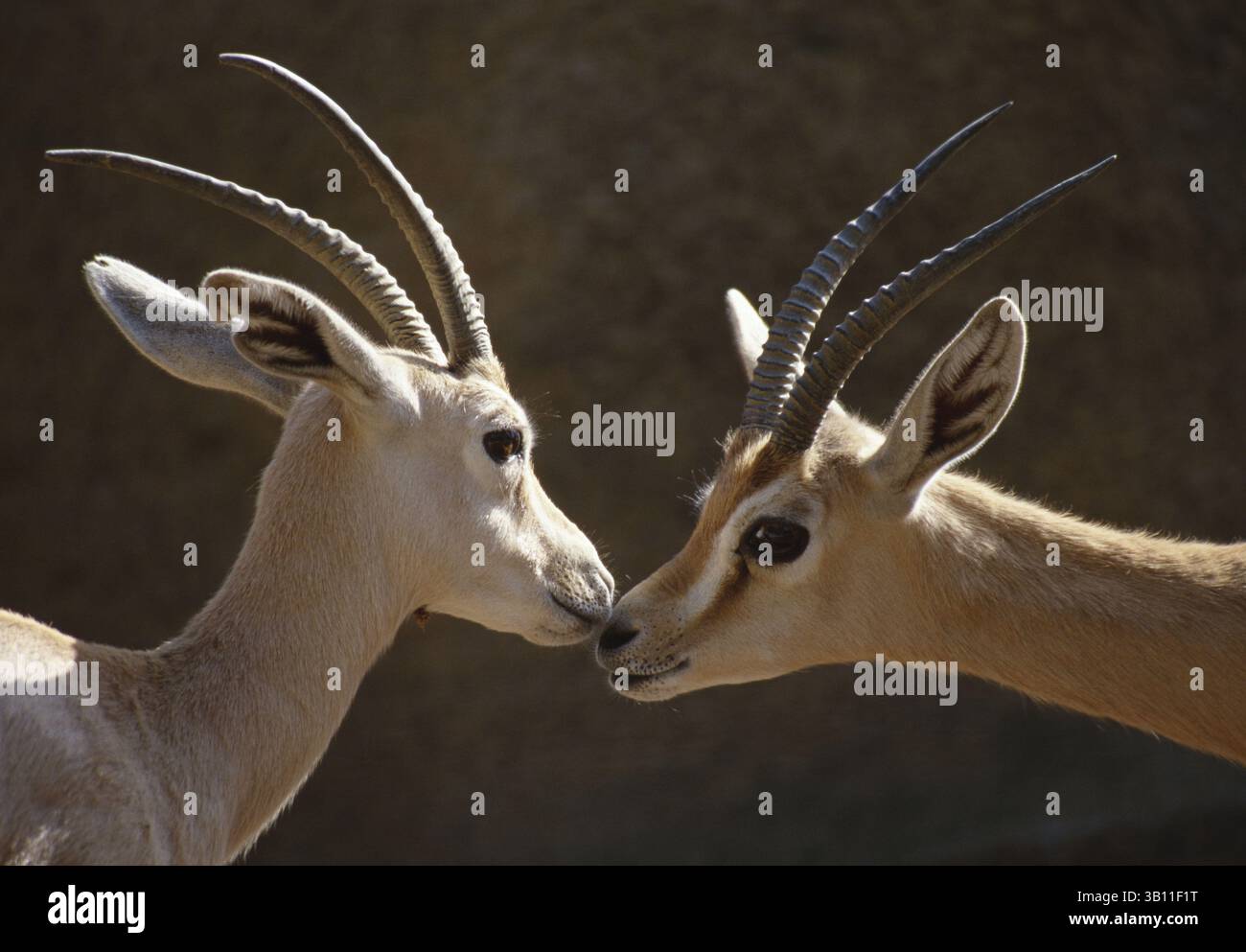 Jan. 06, 2009 - DORCAS GAZELLES nuzzling. Gazella dorcas. Native to ...