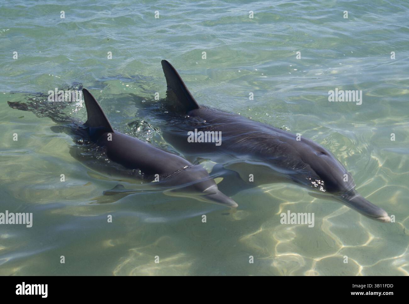 Julie dolphin hi-res stock photography and images - Alamy