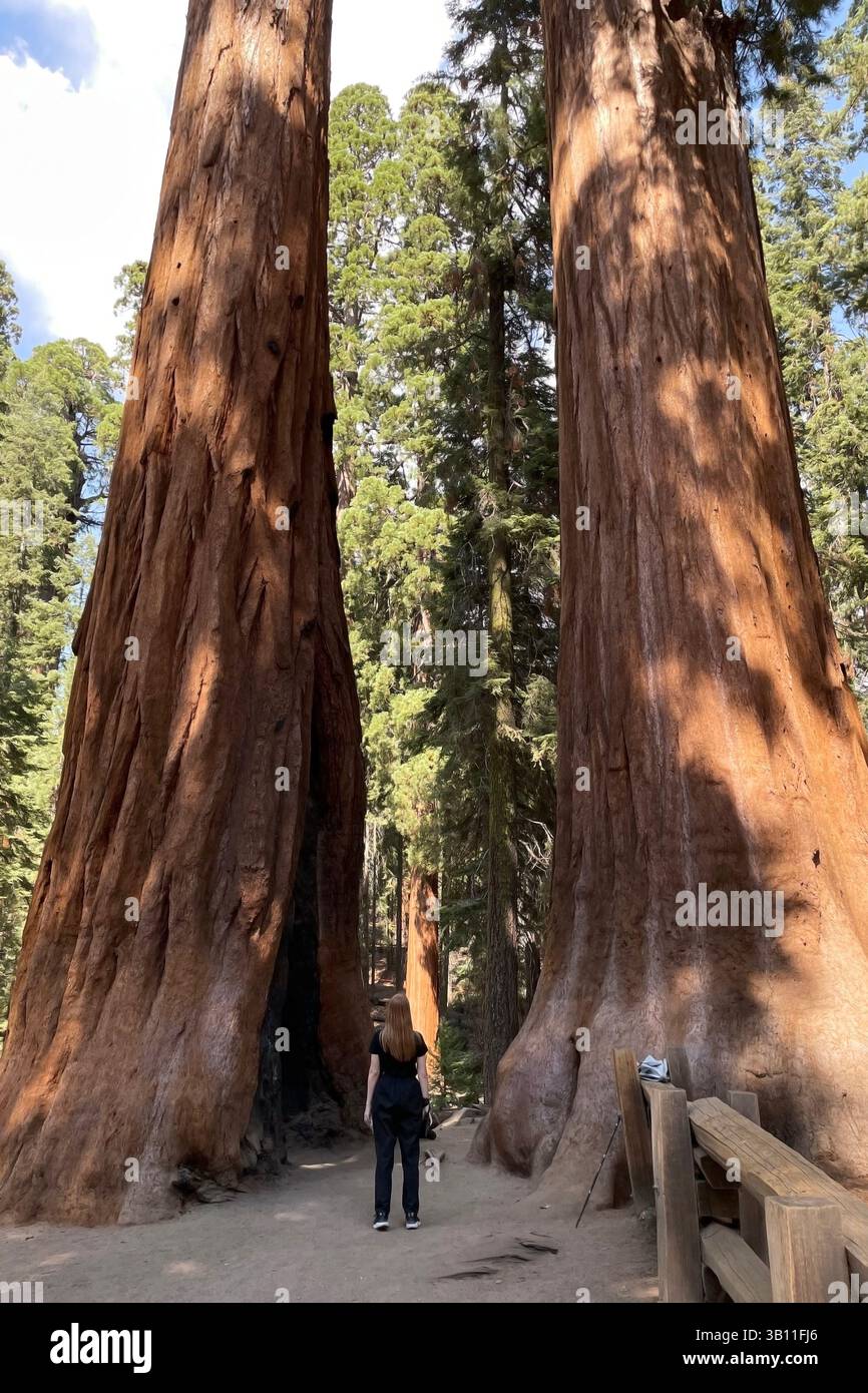 Giant sequoia trees in Sequoia National Park, USA, showcasing majestic ...