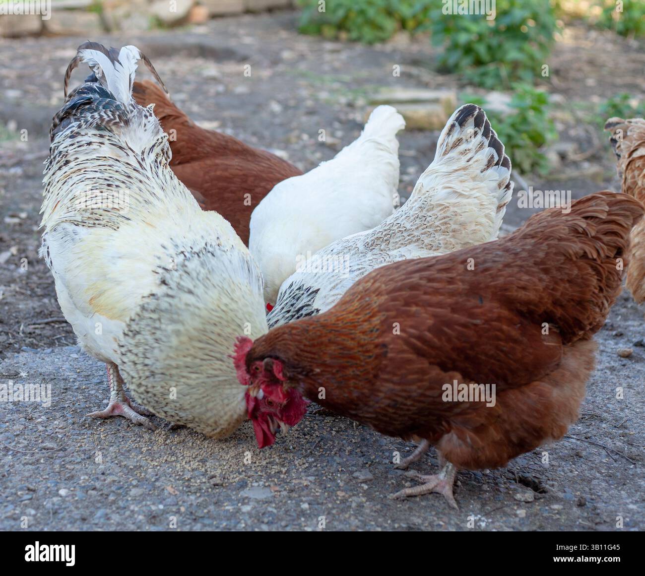 Free-range chickens enjoying the outdoors in a peaceful rural setting ...