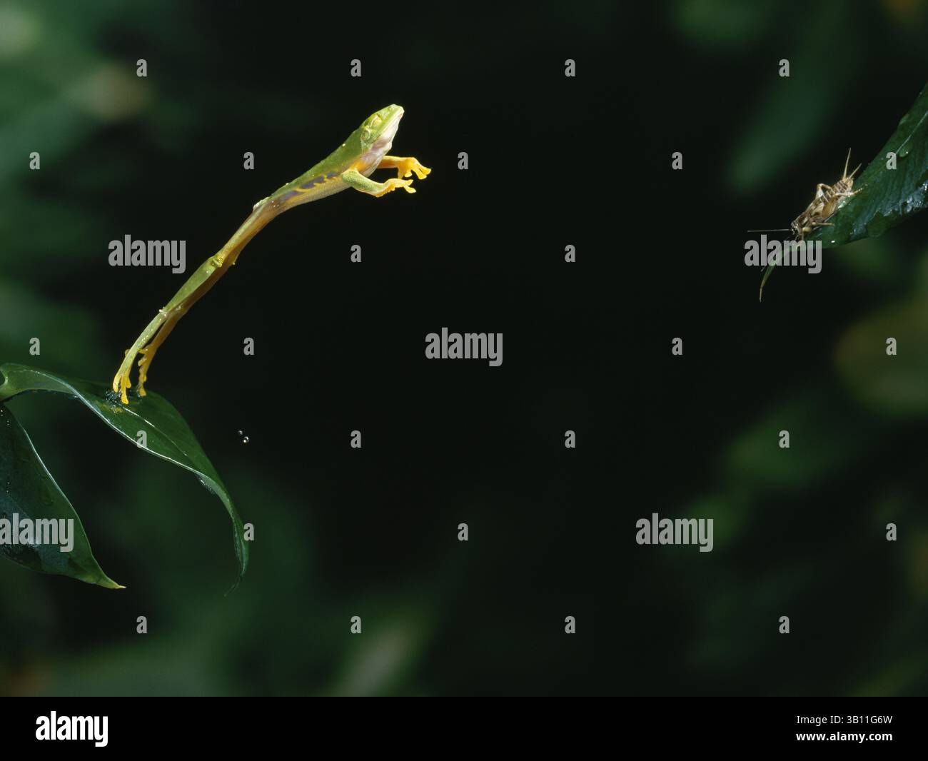 Leaping frog catch prey hi-res stock photography and images - Alamy