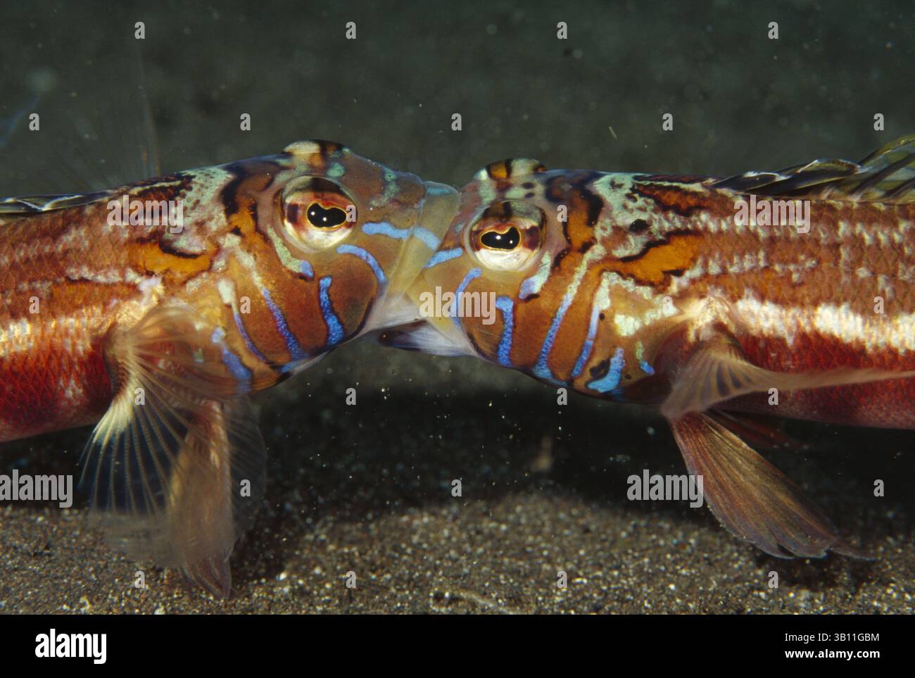 Parapercis pulchella hi-res stock photography and images - Alamy