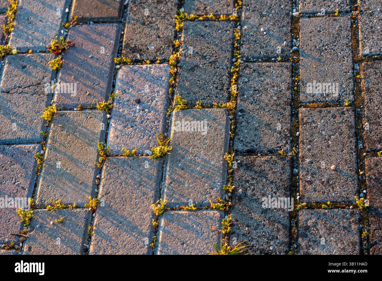 Stone & Grass Harmony: Morning Pavement Rhythm Stock Photo - Alamy
