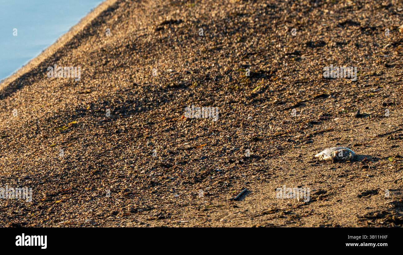 Stillness and Loss: Dead Fish on the Shore Stock Photo - Alamy