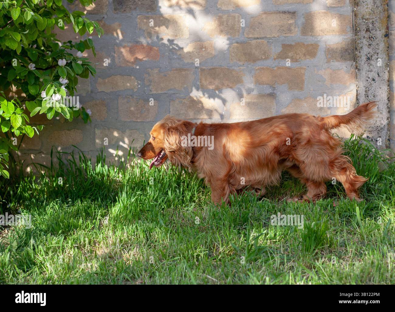 Adorable Cocker Spaniel dog sitting outdoors, showcasing its expressive ...