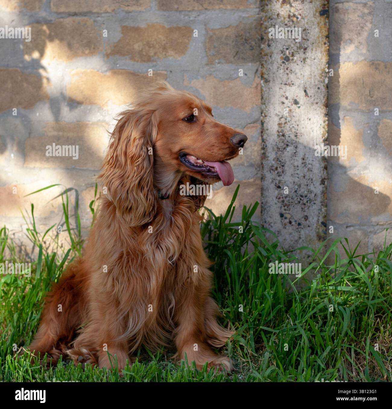 Adorable Cocker Spaniel dog sitting outdoors, showcasing its expressive ...