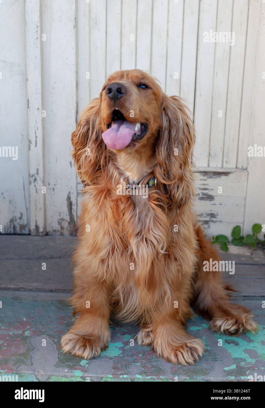 Adorable Cocker Spaniel dog sitting outdoors, showcasing its expressive ...