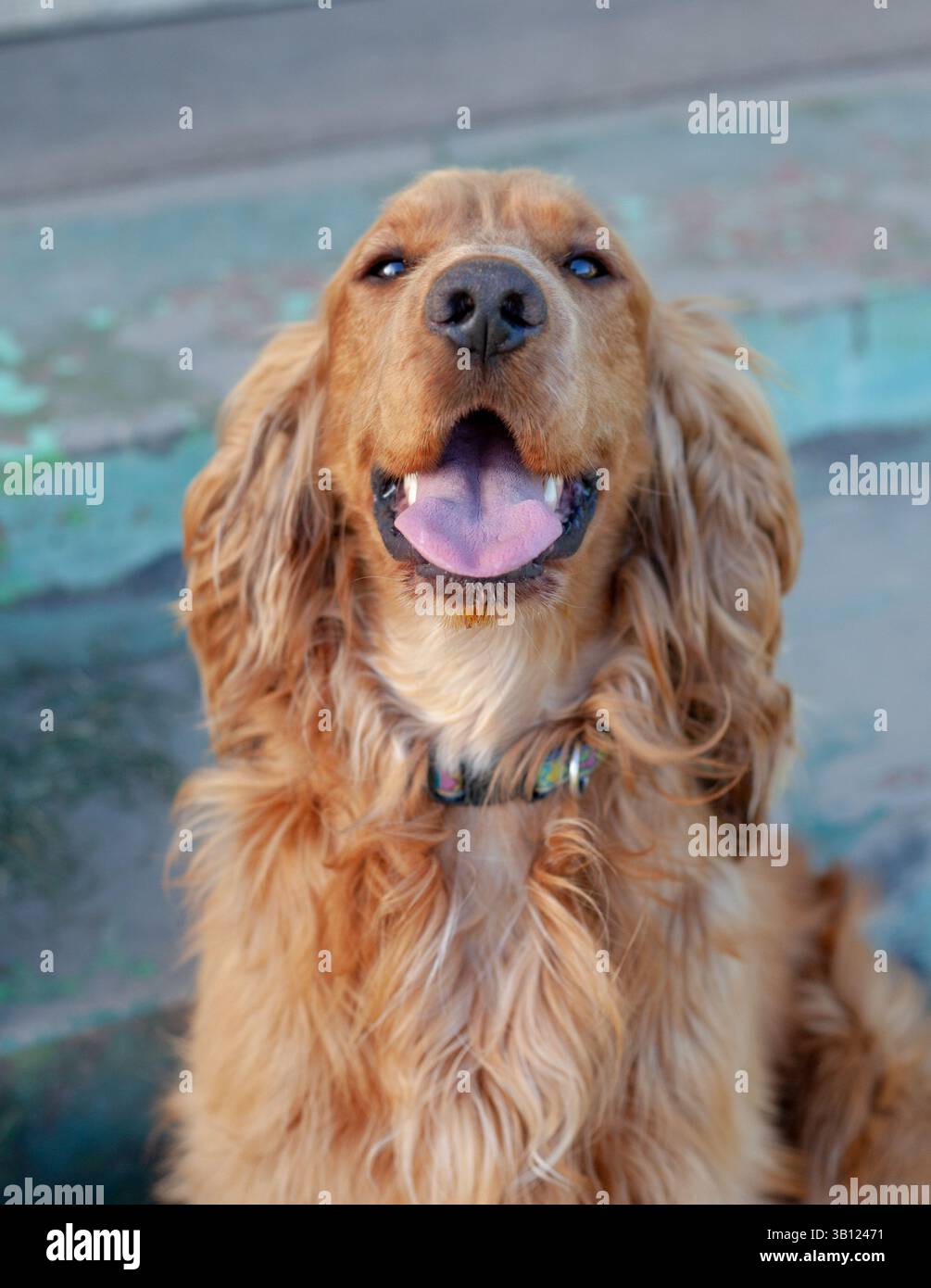 Adorable Cocker Spaniel dog sitting outdoors, showcasing its expressive ...
