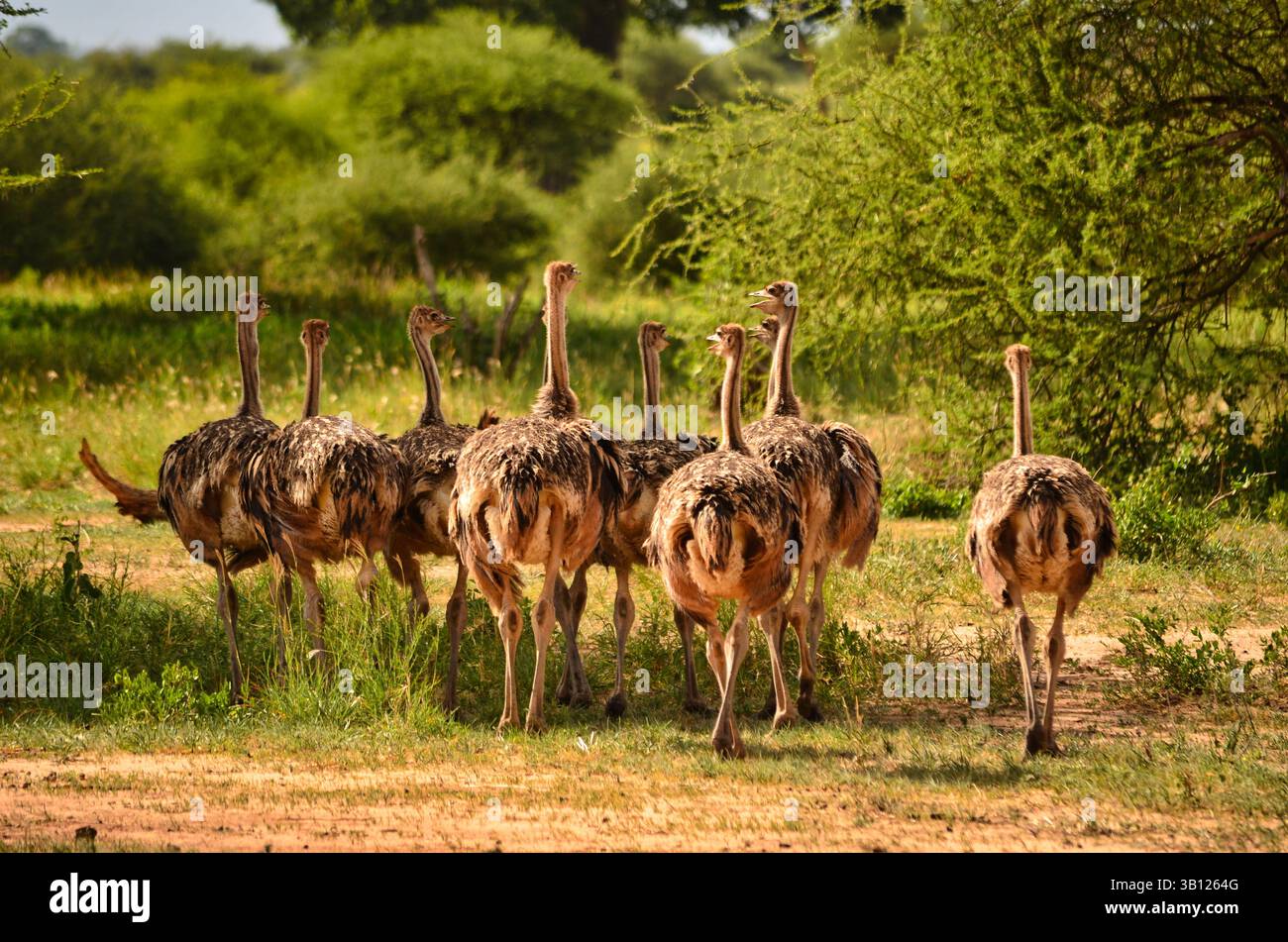 Wild ostrich in africa, team building, teamwork, business. together we ...