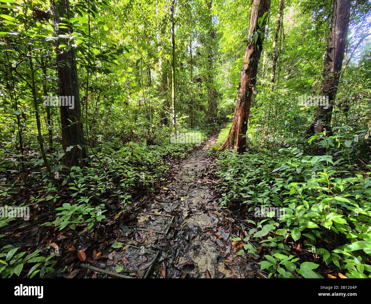 Jungle trail in Danum Valley Conservation Area Lahad Datu Sabah ...