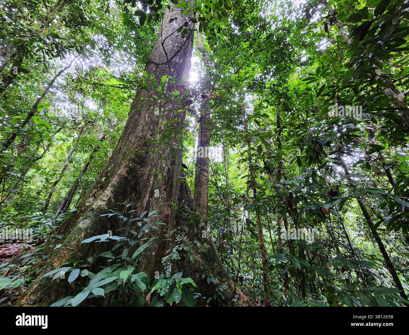 Dipterocarp tree trunk in Danum Valley Conservation Area Lahad Datu ...