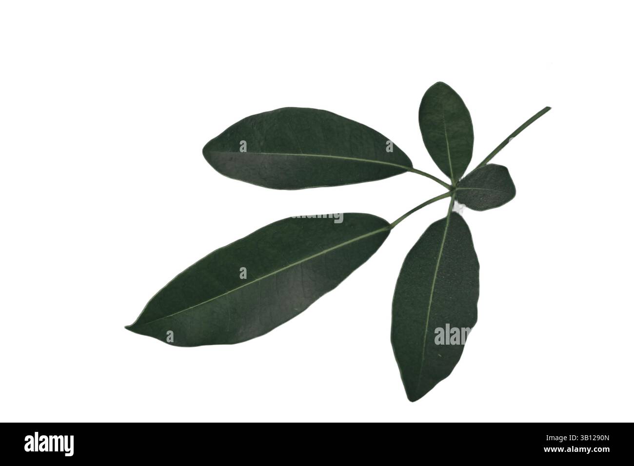 Highlights organic shapes Cut Out Stock Images & Pictures - Alamy