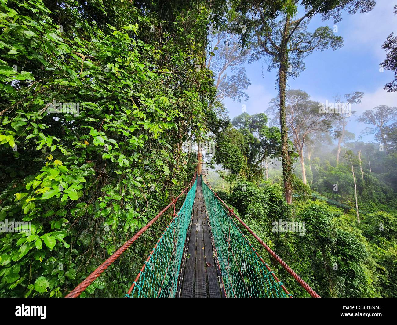 Foggy view of tree top canopy suspension bridge and platform in Danum Valley Tropical Rain ...