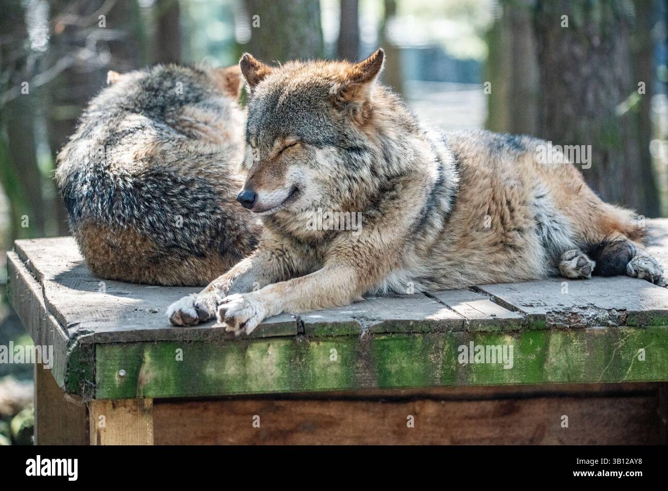 Sleeping wolf hi-res stock photography and images - Alamy