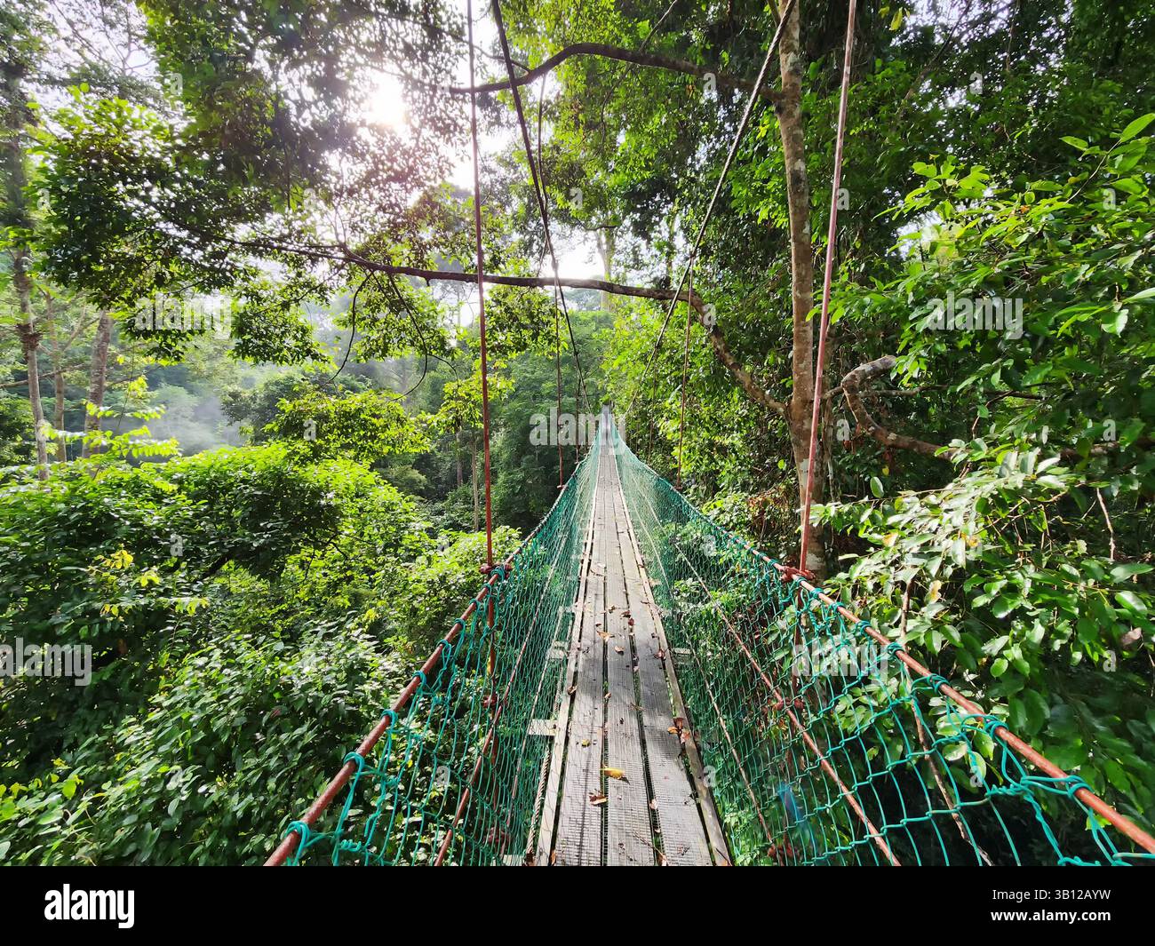 Tree top canopy suspension bridge in Danum Valley Tropical Rain forest ...