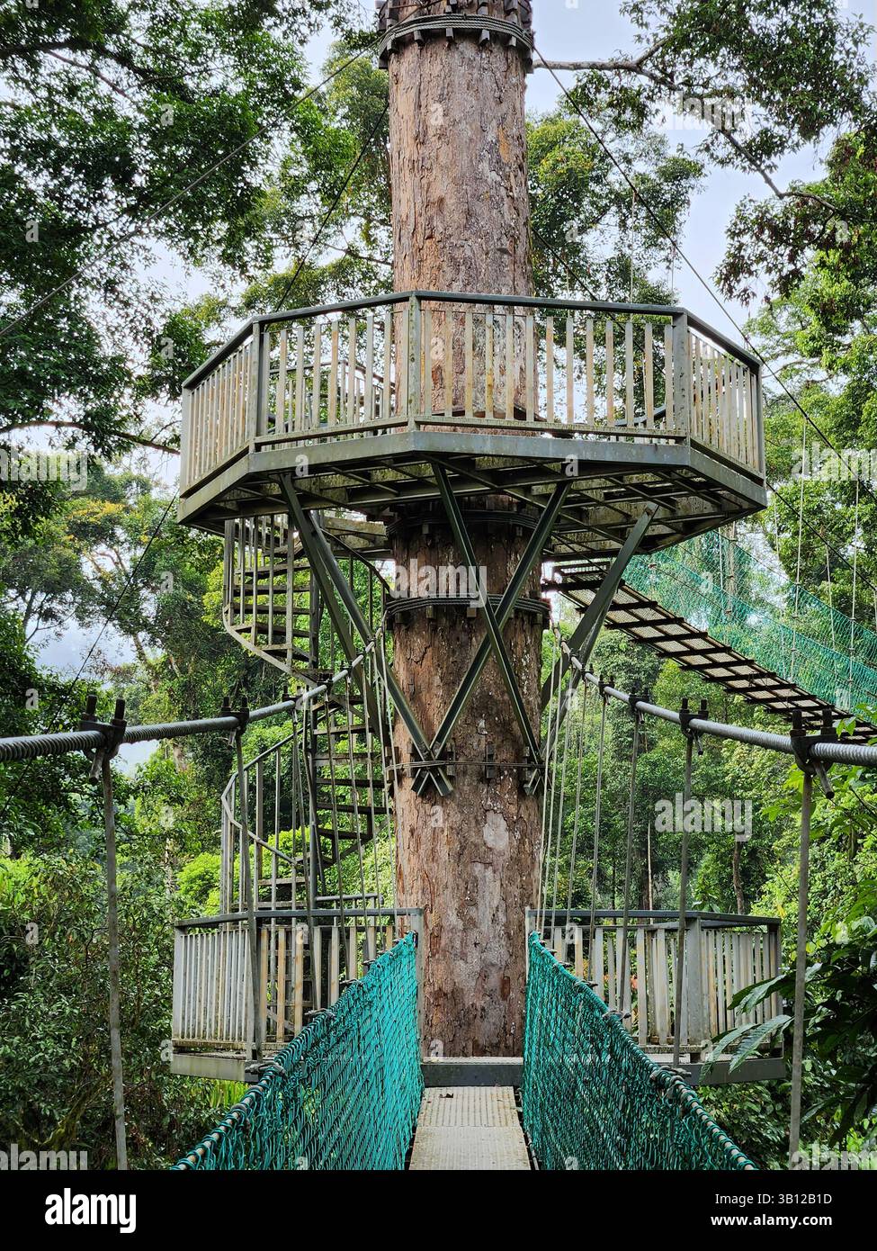Tree top canopy suspension bridge and platform in Danum Valley Tropical ...