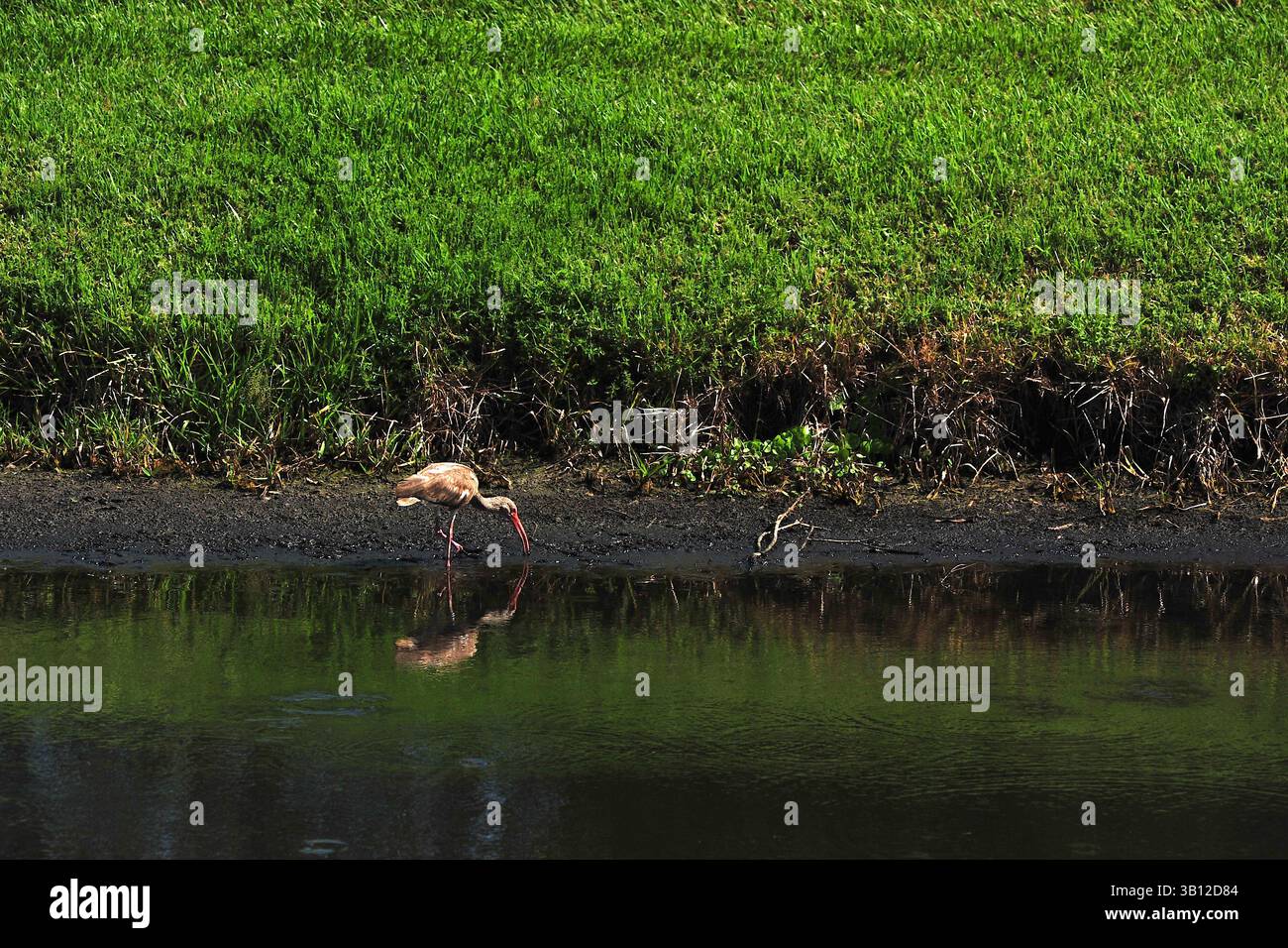 Roseate spoonbill red, pink and white in retention pond moving bill ...