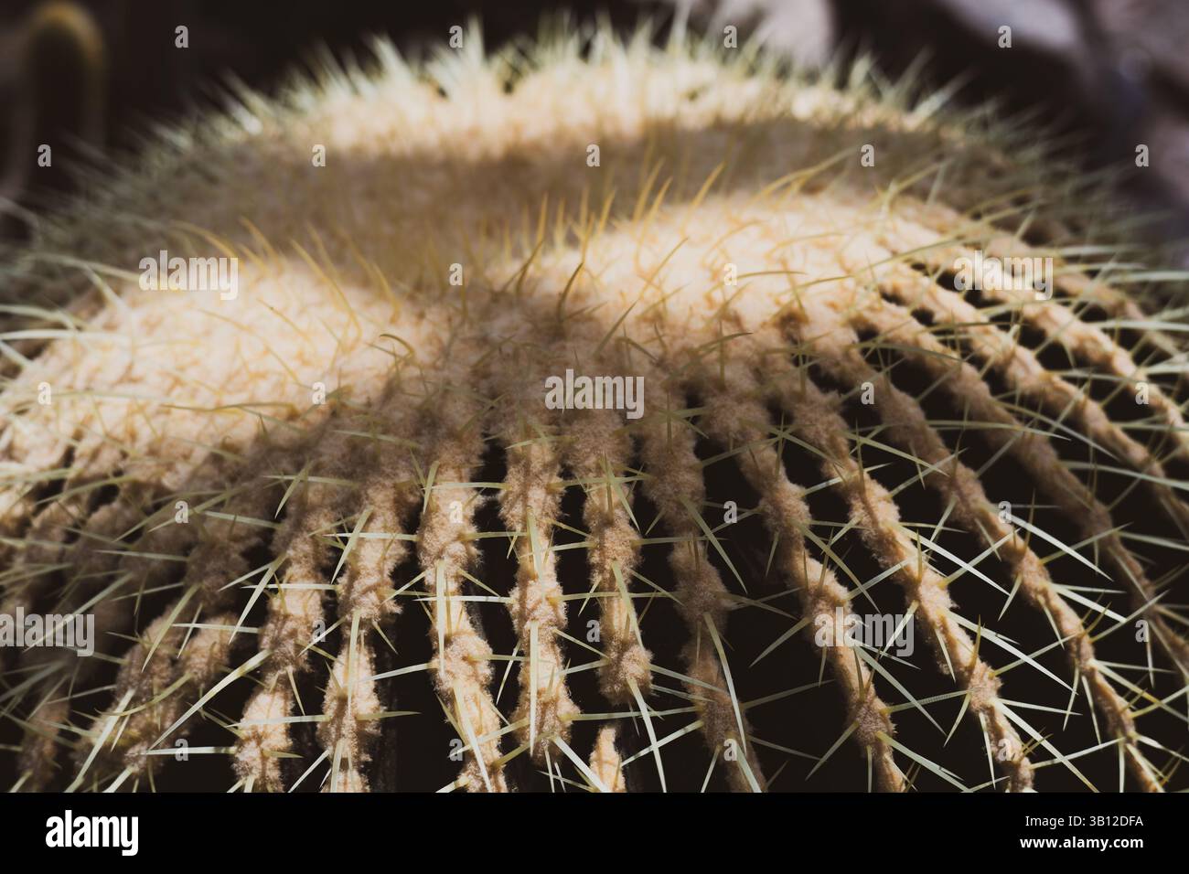 A detailed close-up reveals the intricate texture and patterns of a ...