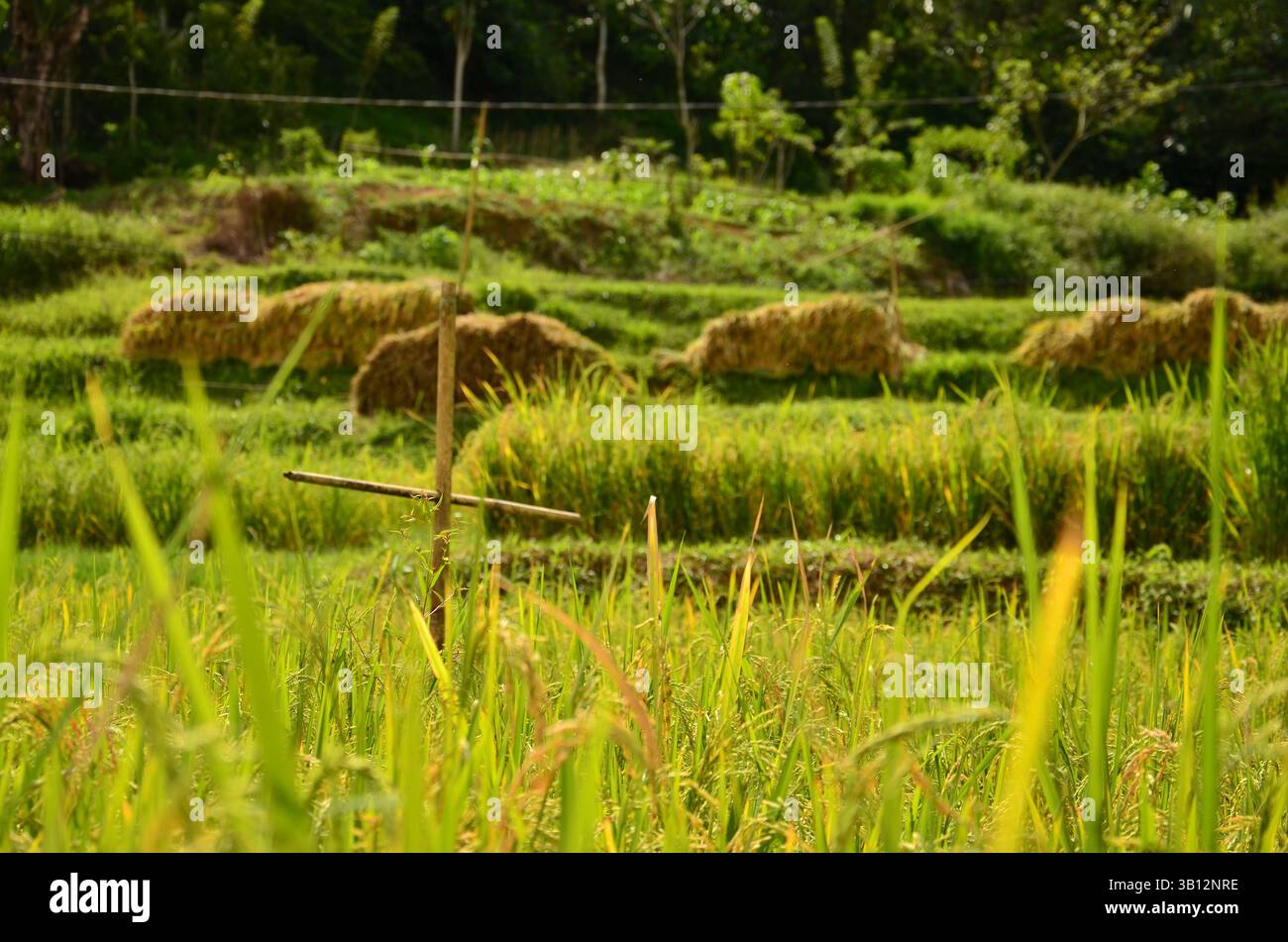Cross in rice field, rice field in asia, thailand and laos. harvest ...