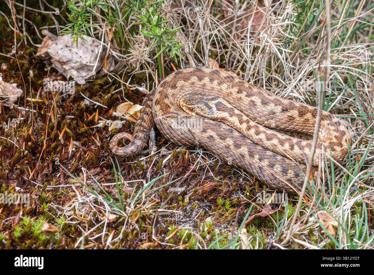 Female adder (Vipera berus), basking snake in heathland habitat ...