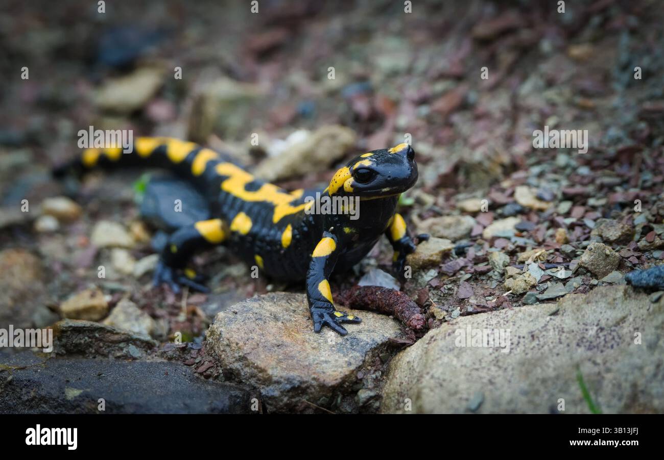 Lovely colourful amphibian Salamandra salamandra aka fire salamander in ...