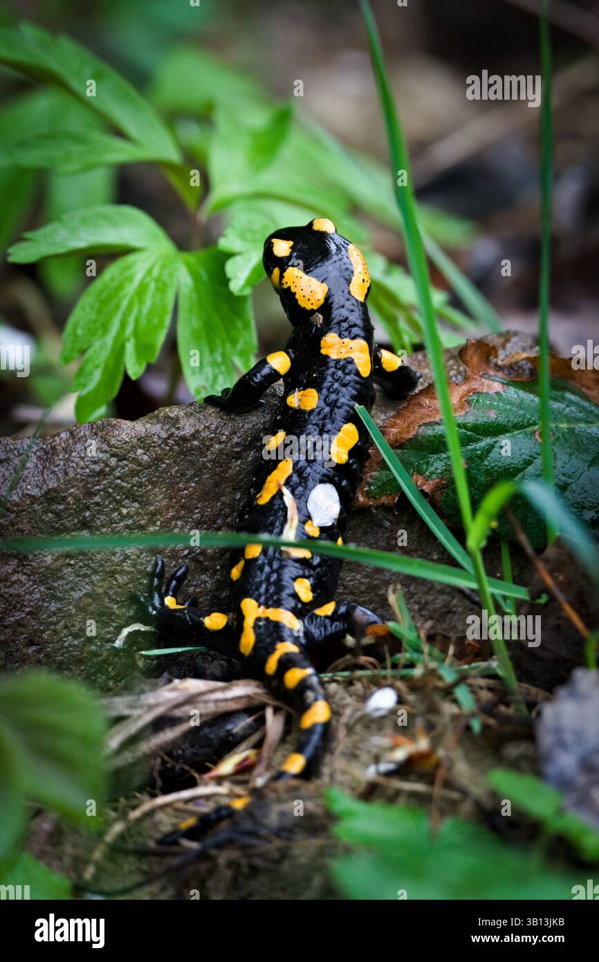 Rare spotted amphibian Salamandra salamandra aka fire salamander is ...