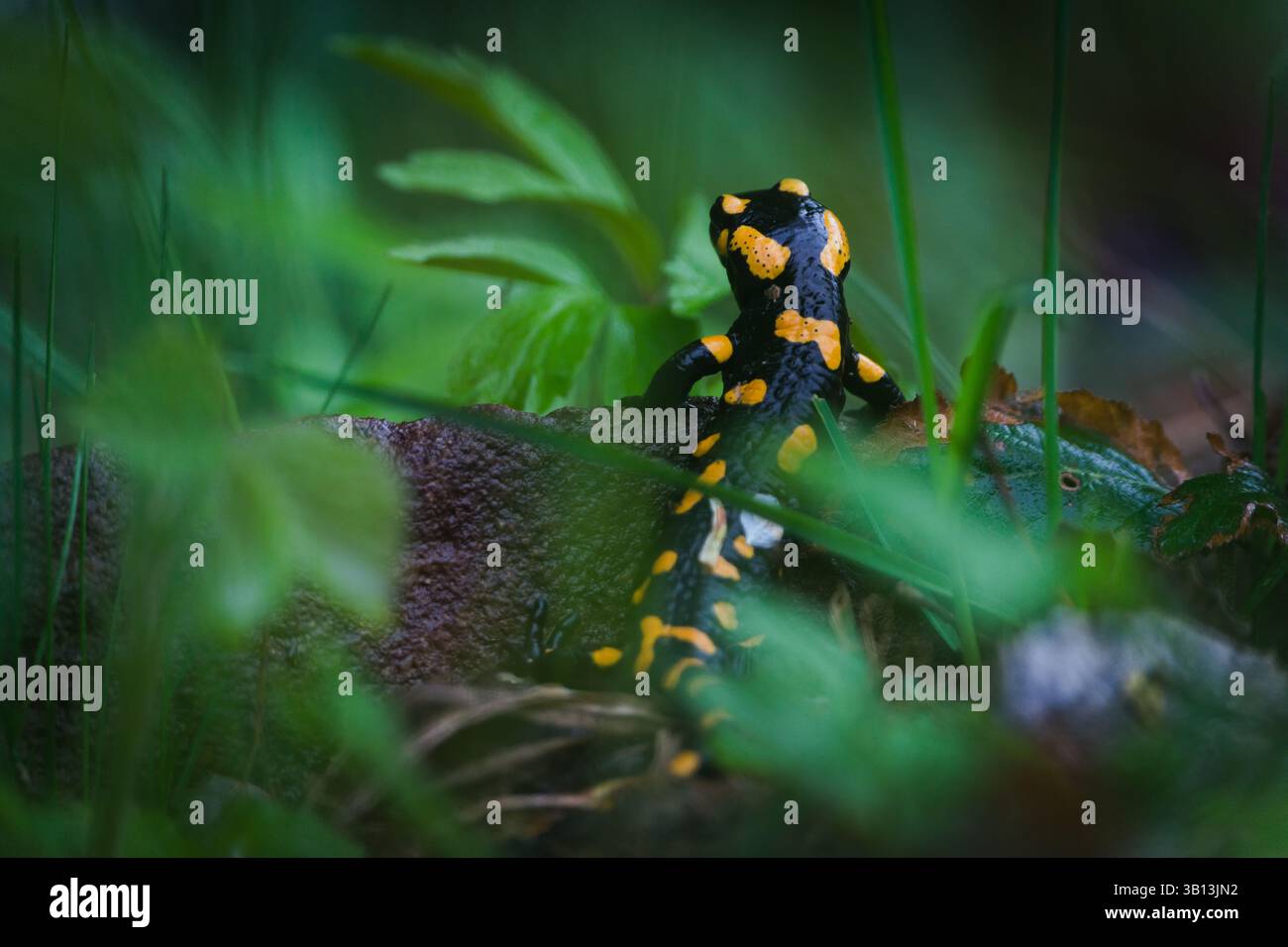 Rare spotted amphibian Salamandra salamandra aka fire salamander is ...