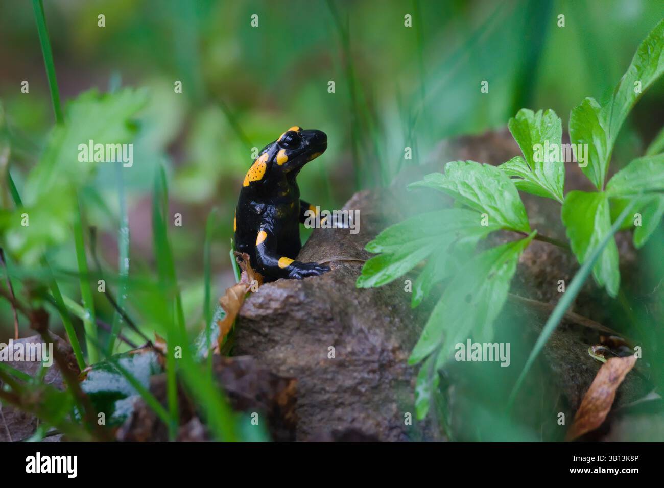 Rare spotted amphibian Salamandra salamandra aka fire salamander is ...